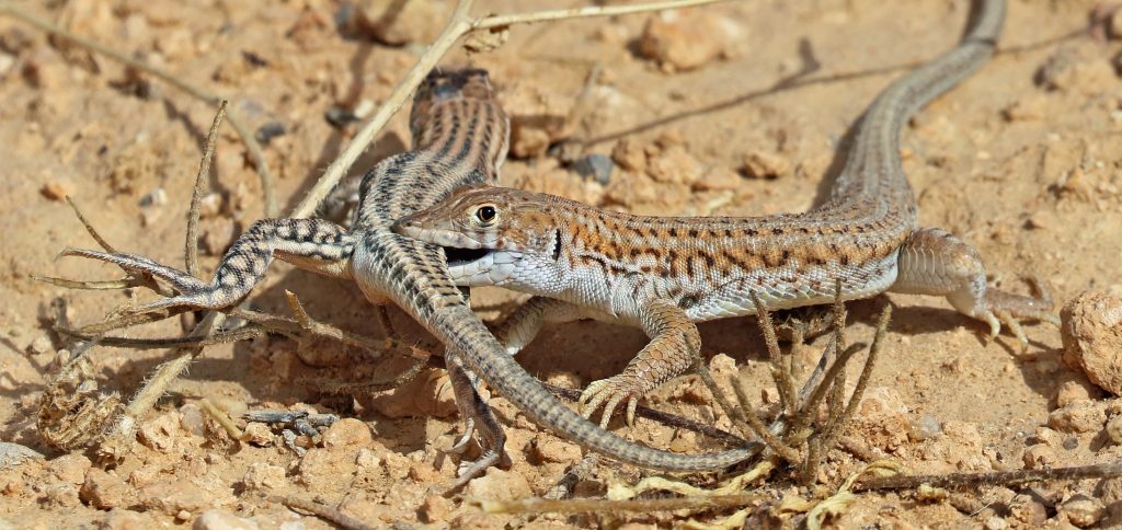 Acanthod actylus - Libyan Nature Platform