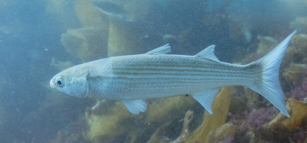 Mugil cephalus - Libyan Nature Platform