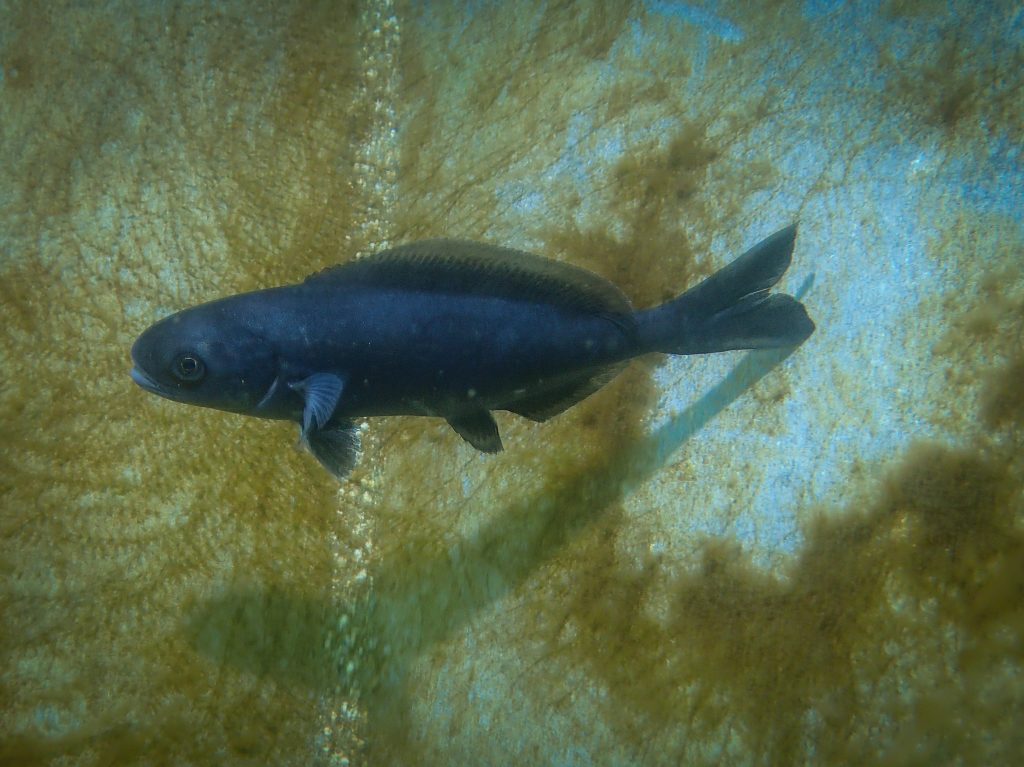 Centrolophus niger - Libyan Nature Platform