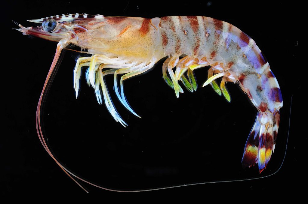 Marsupenaeus japonicus - Libyan Nature Platform