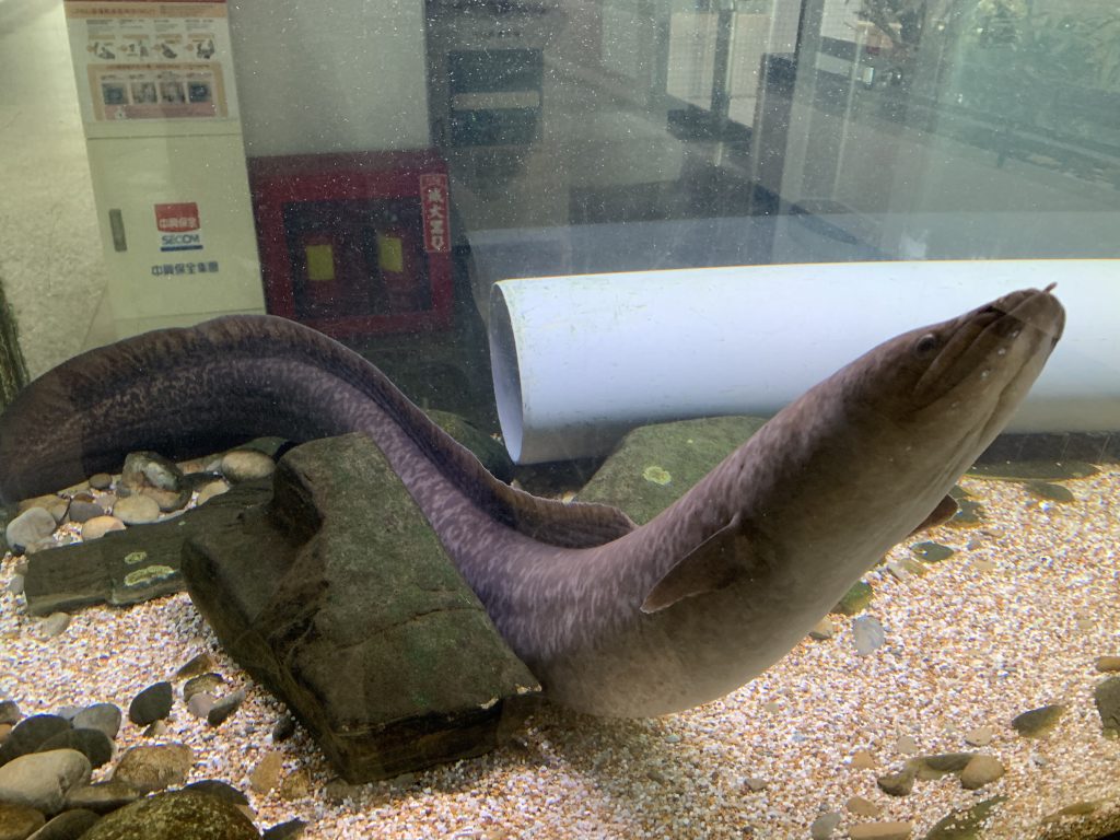 Anguilla anguilla - Libyan Nature Platform