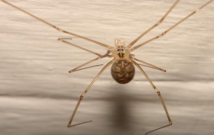 Pholcus phalangioides - Libyan Nature Platform