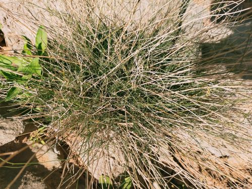 Deverra denudata (Viv.) Pfisterer & Podlech - Libyan Nature Platform