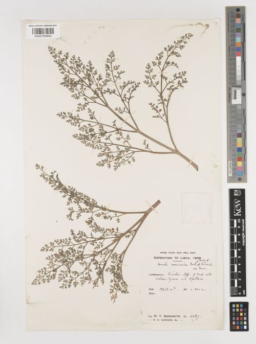 Ferula marmarica Asch. & Taub. - Libyan Nature Platform