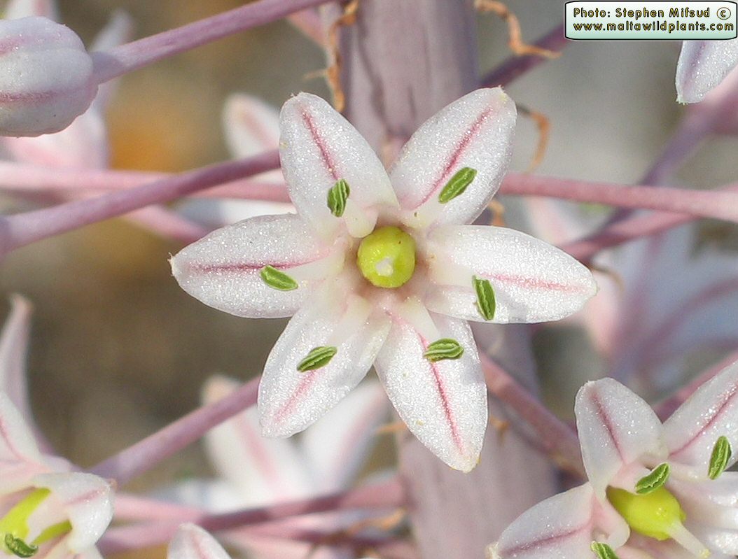 Drimia pancration (Steinh.) J.C.Manning & Goldblatt - Libyan Nature ...