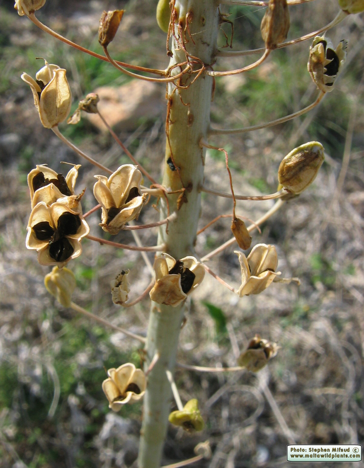Drimia pancration (Steinh.) J.C.Manning & Goldblatt - Libyan Nature ...