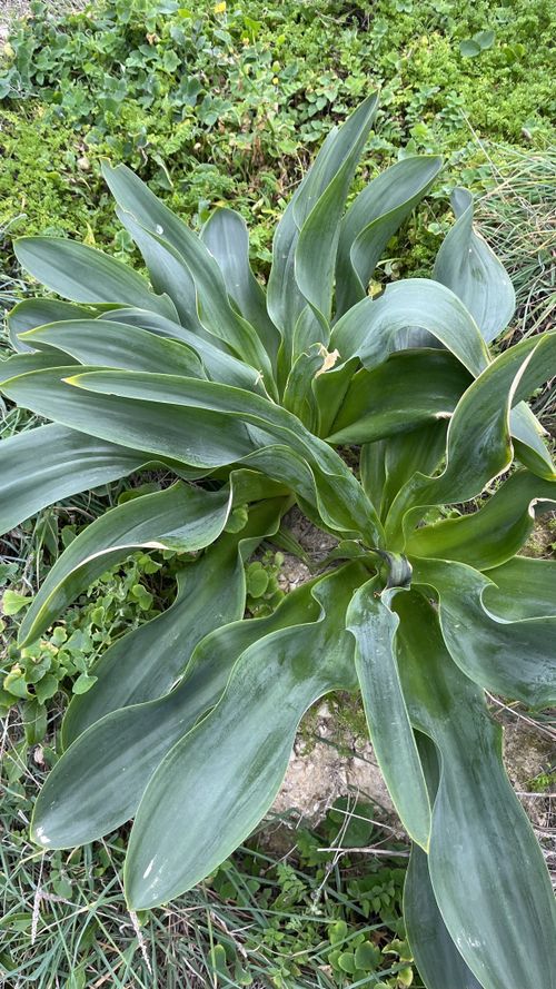 Drimia pancration (Steinh.) J.C.Manning & Goldblatt - Libyan Nature ...