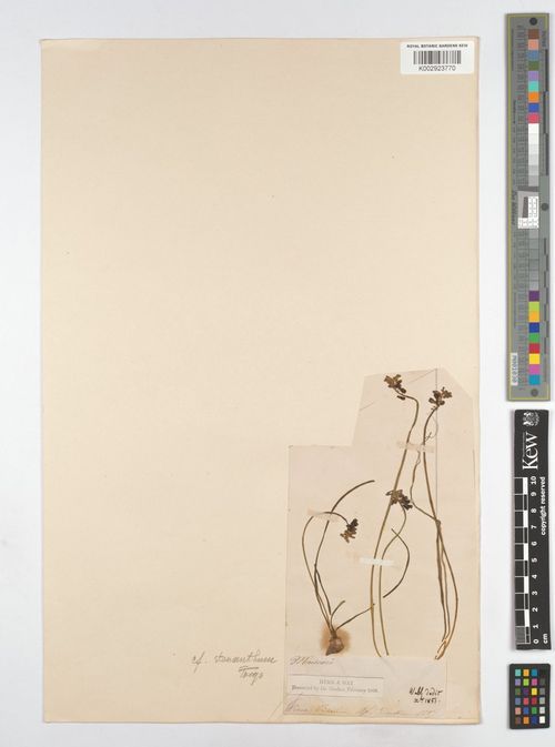 Muscari stenanthum Freyn - Libyan Nature Platform