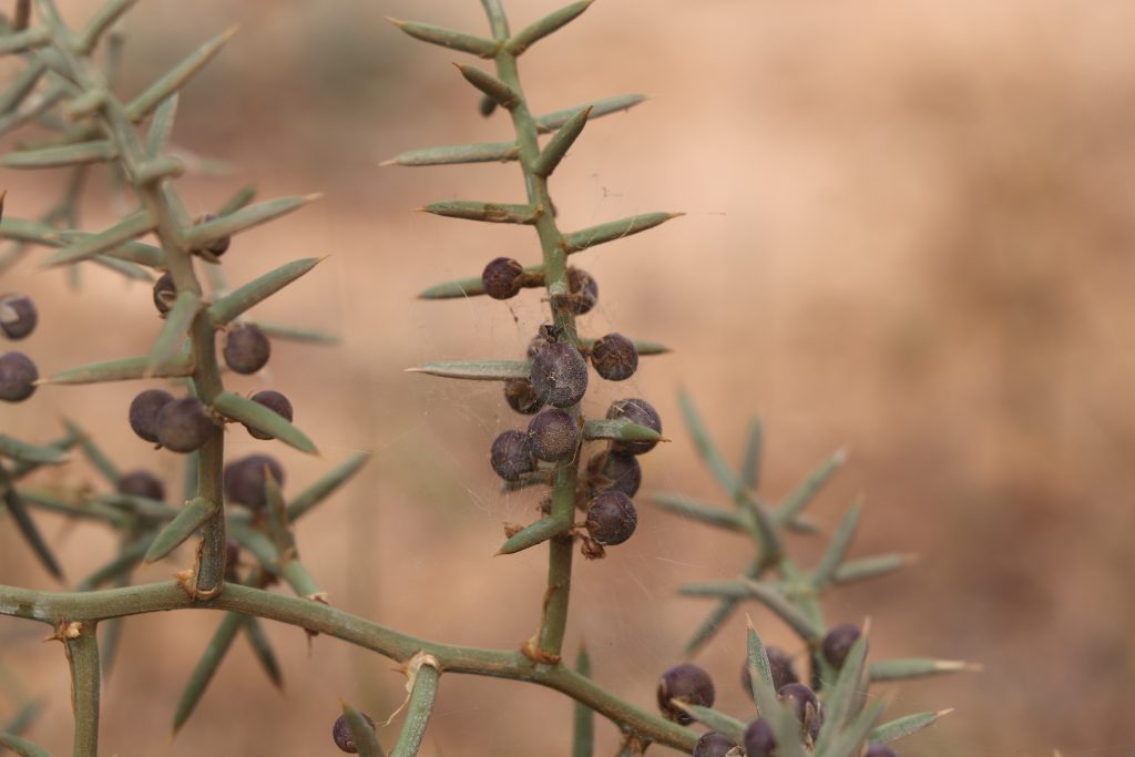 Asparagus stipularis Forsk - منصة طبيعة ليبيا
